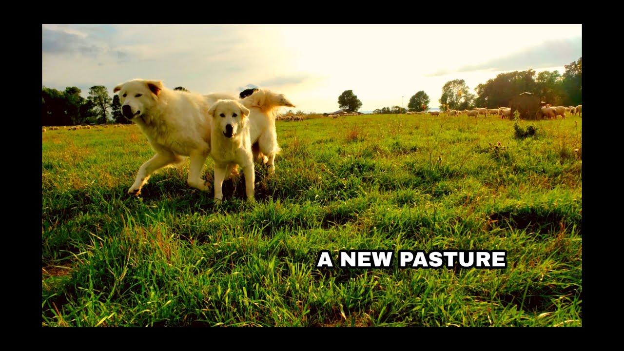 A New Pasture - YouTube