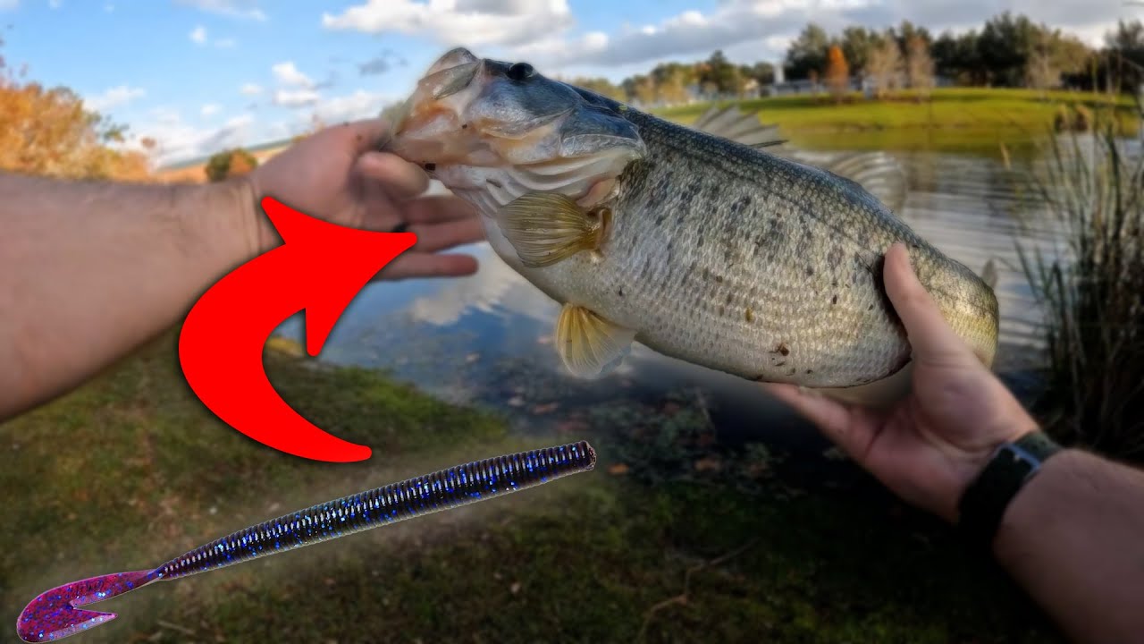 Big Bass in a Little Pond | Texas Rig Fishing - YouTube