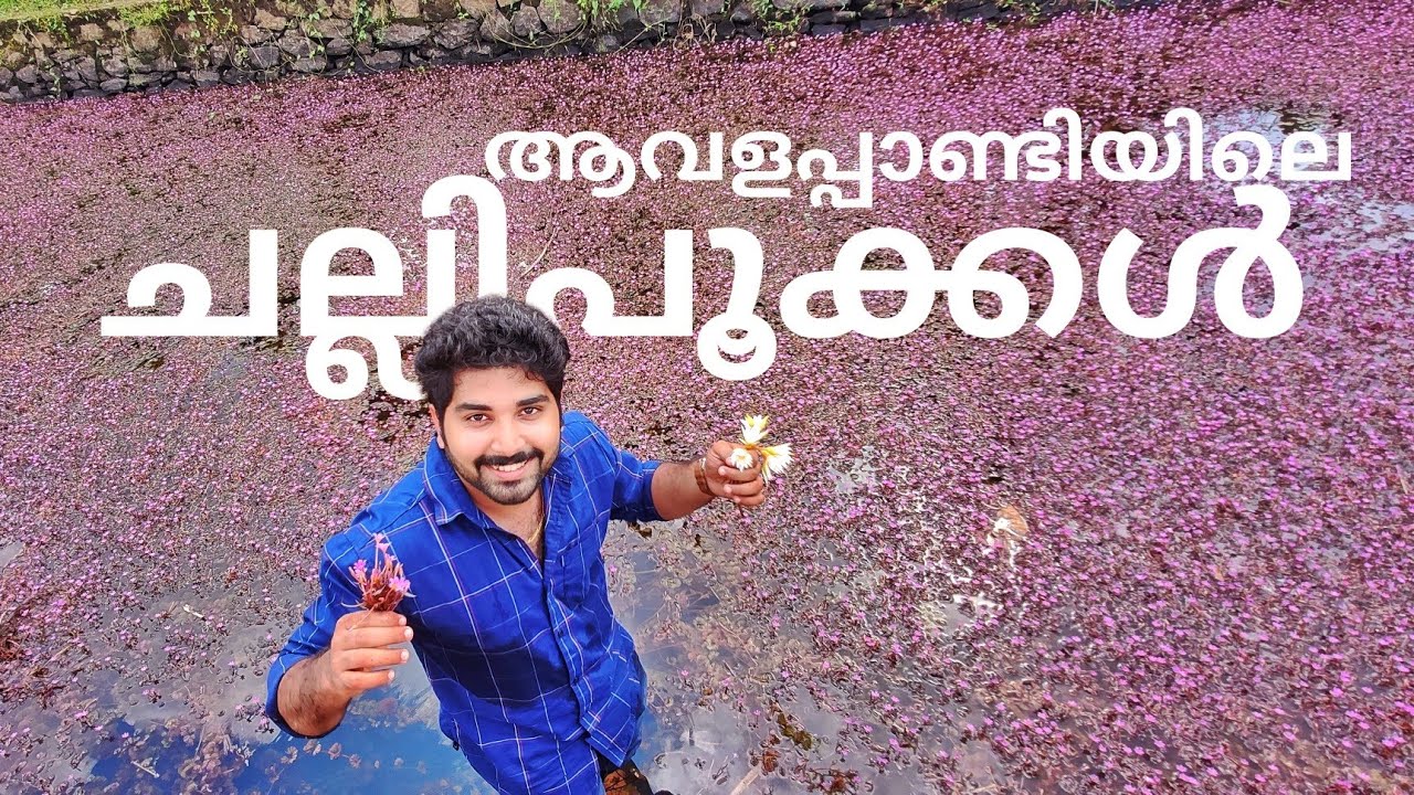 ആവള പാണ്ടിയിലെ പായൽ പൂക്കൾ | Pink Flowers in Avala pandi |Pink stream ...