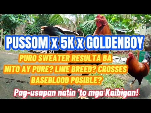 PUSSOM X 5K X GOLDENBOY, PURO SWEATERS RESULTA BA NITO PURE? LINEBREED ...