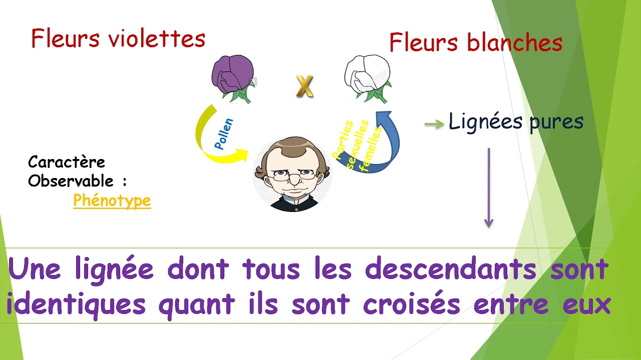 Monohybridisme Génétique formelle- Module Génétique (Deuxième Année ...