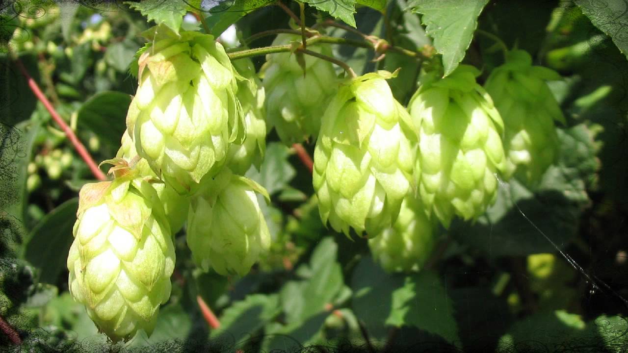 LUPULO Propiedades curativas - YouTube