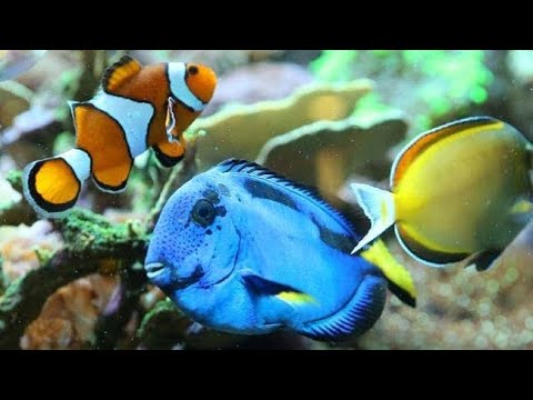 Real life Nemo and Dory | Finding Nemo inspired tropical aquarium - YouTube