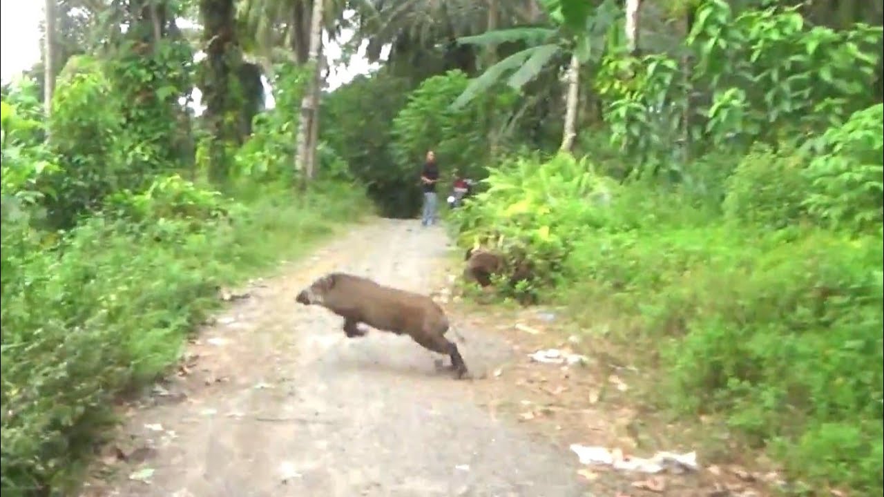BEGINI JIKA POPULASI BABI HUTAN BERKEMBANG DI DALAM PERKAMPUNGAN - YouTube