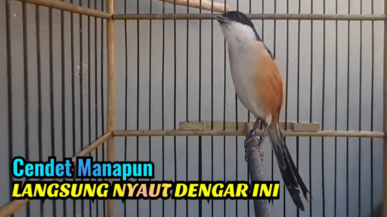 CENDET GACOR PALING EFEKTIF BUAT CENDET MANAPUN AGAR CEPAT EMOSI ...