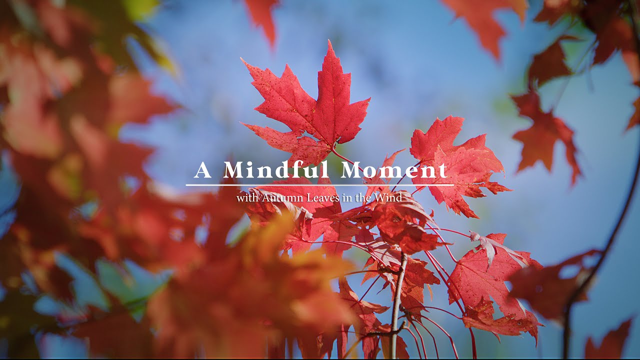 A Mindful Moment, Fall Leaves - Ambiance, Nature Video for Meditation ...