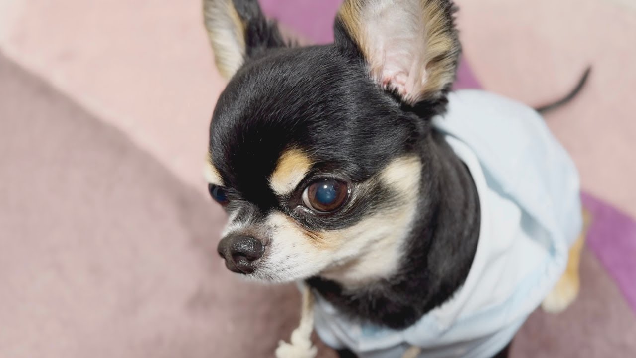 I'd like that place too - Torajiro - YouTube