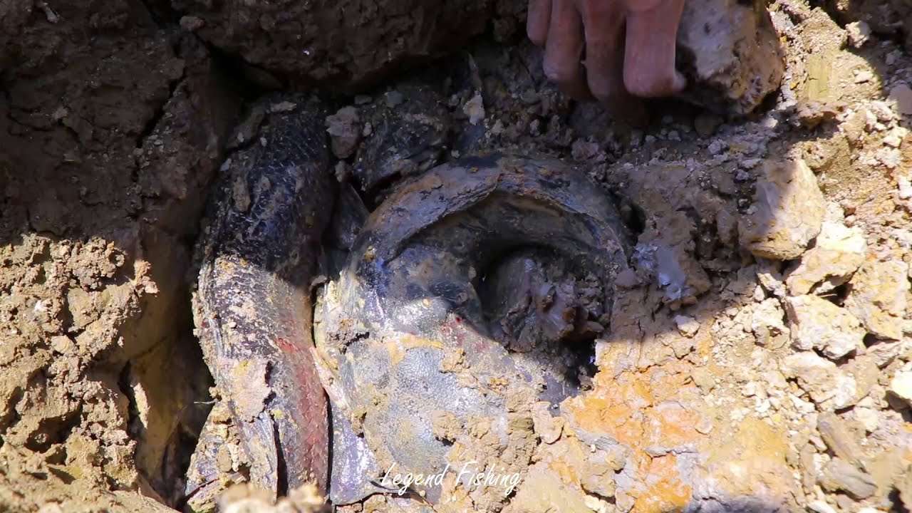 Lucky Day From Two Brother | Digging Dry Land Meet BIG FISH And Many ...