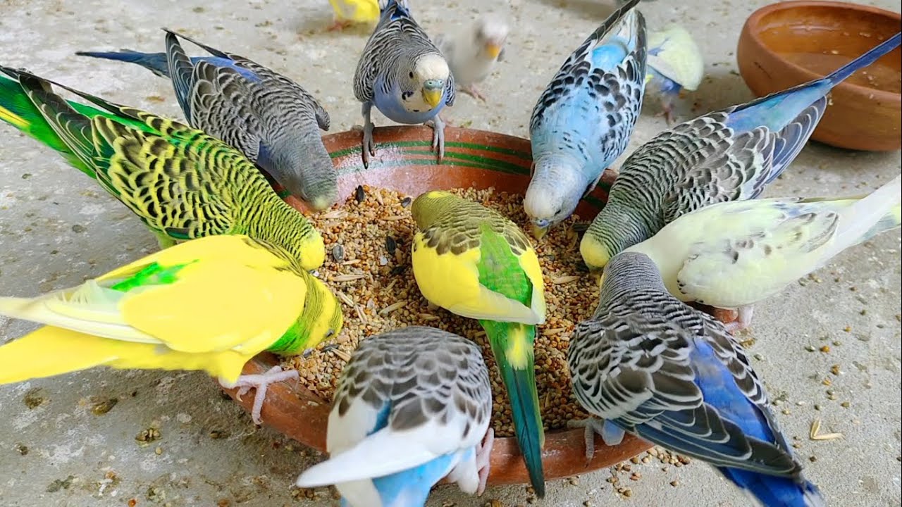Budgies Weekend Vibes | Getting Healthy Mixed Seeds Diet Treat ...