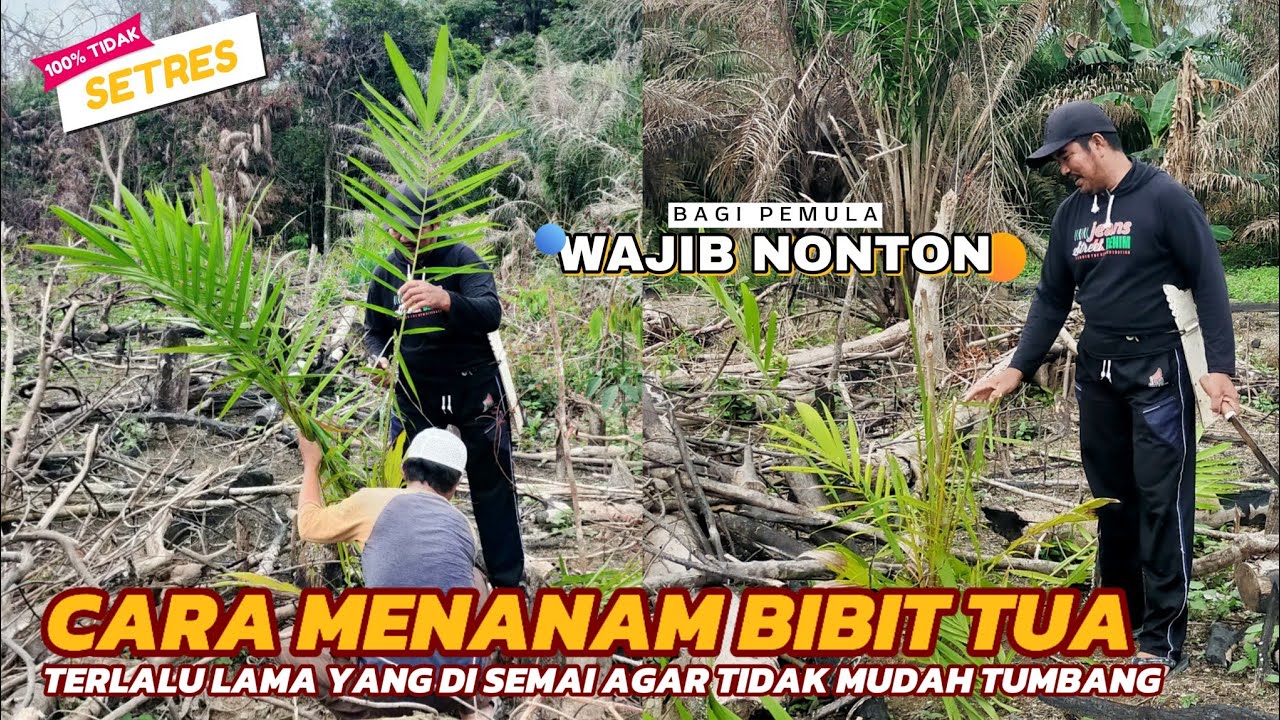 Cara menanam bibit sawit yang terlalu lama disemai (bibit tua) agar ...