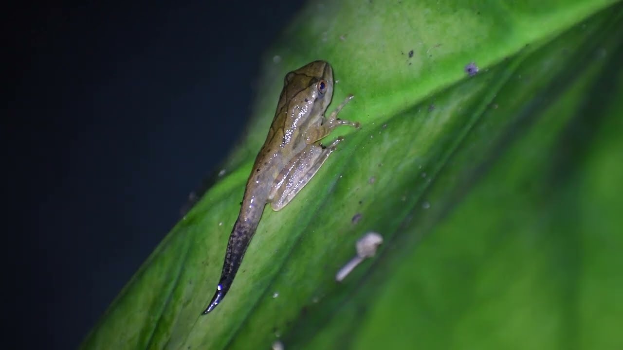 Froglet Free Stock Footage - YouTube