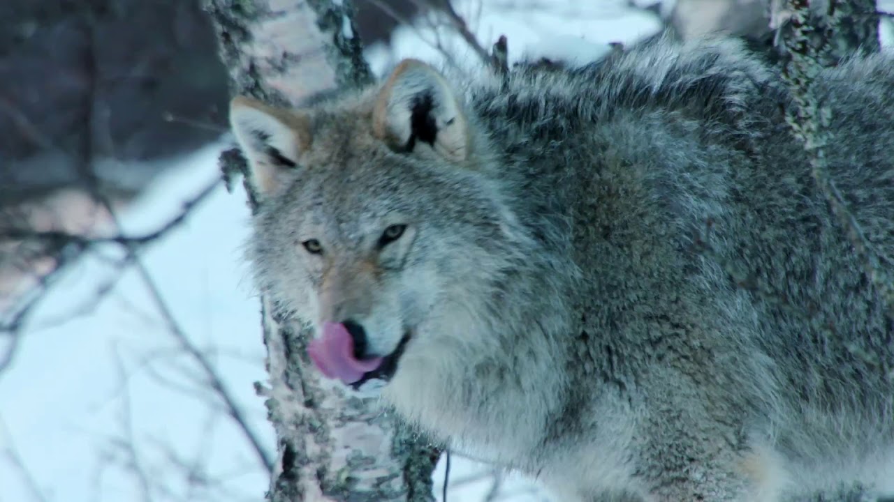 Wildest Europe Episodio 3 - YouTube