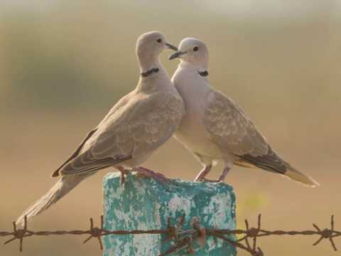 Romantic birds, collared doves