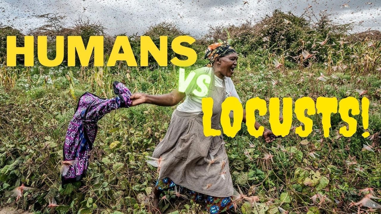 Humans vs Locusts - Desert Locust Outbreak in Kenya - Control ...