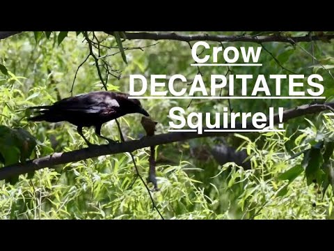 Crow Eats Headless Squirrel… 🤯 - YouTube