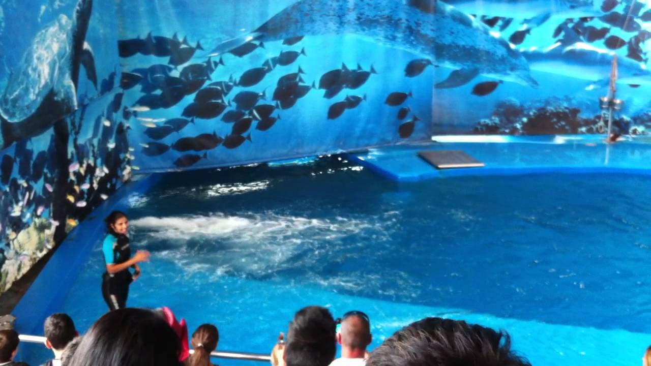 I delfini dello zoo di Barcellona - YouTube