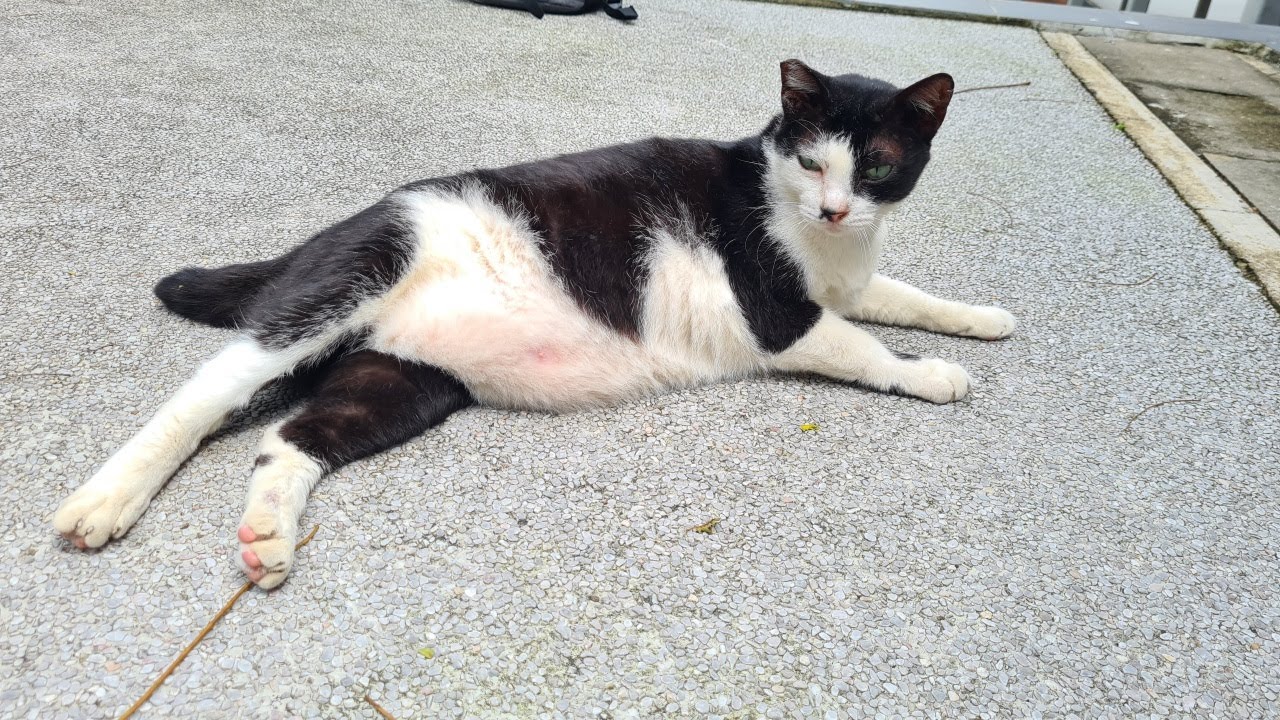 Felix cat enjoy human petting - YouTube