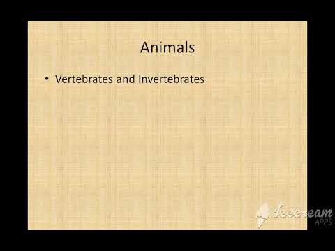 Are Insects And Spiders Vertebrates