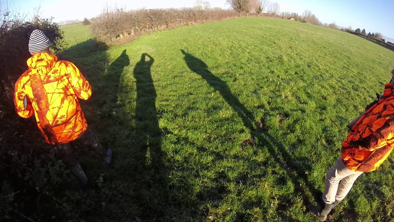 Chasse aux lapins avec des furets - YouTube