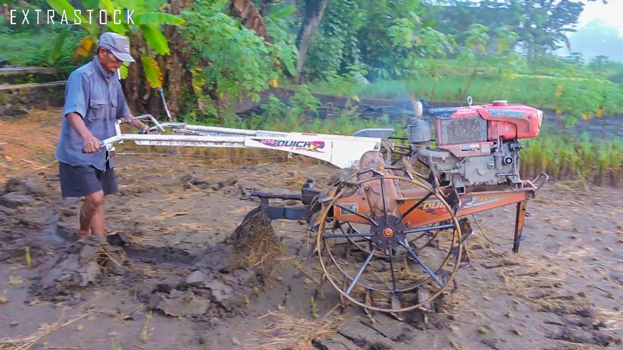 Proses Membajak Lahan Untuk Semai Benih Padi Dengan Traktor Sawah # ...