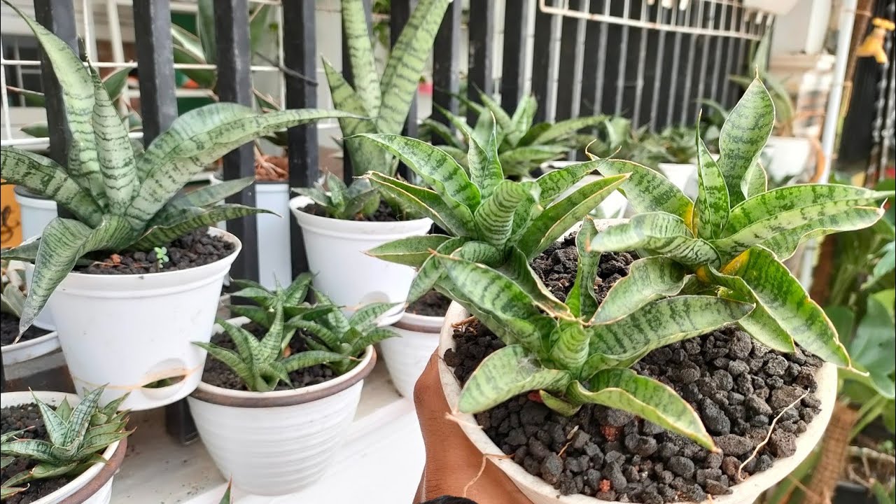 banyak yang belum tahu !! ternyata merawat tanaman hias sansevieria ...
