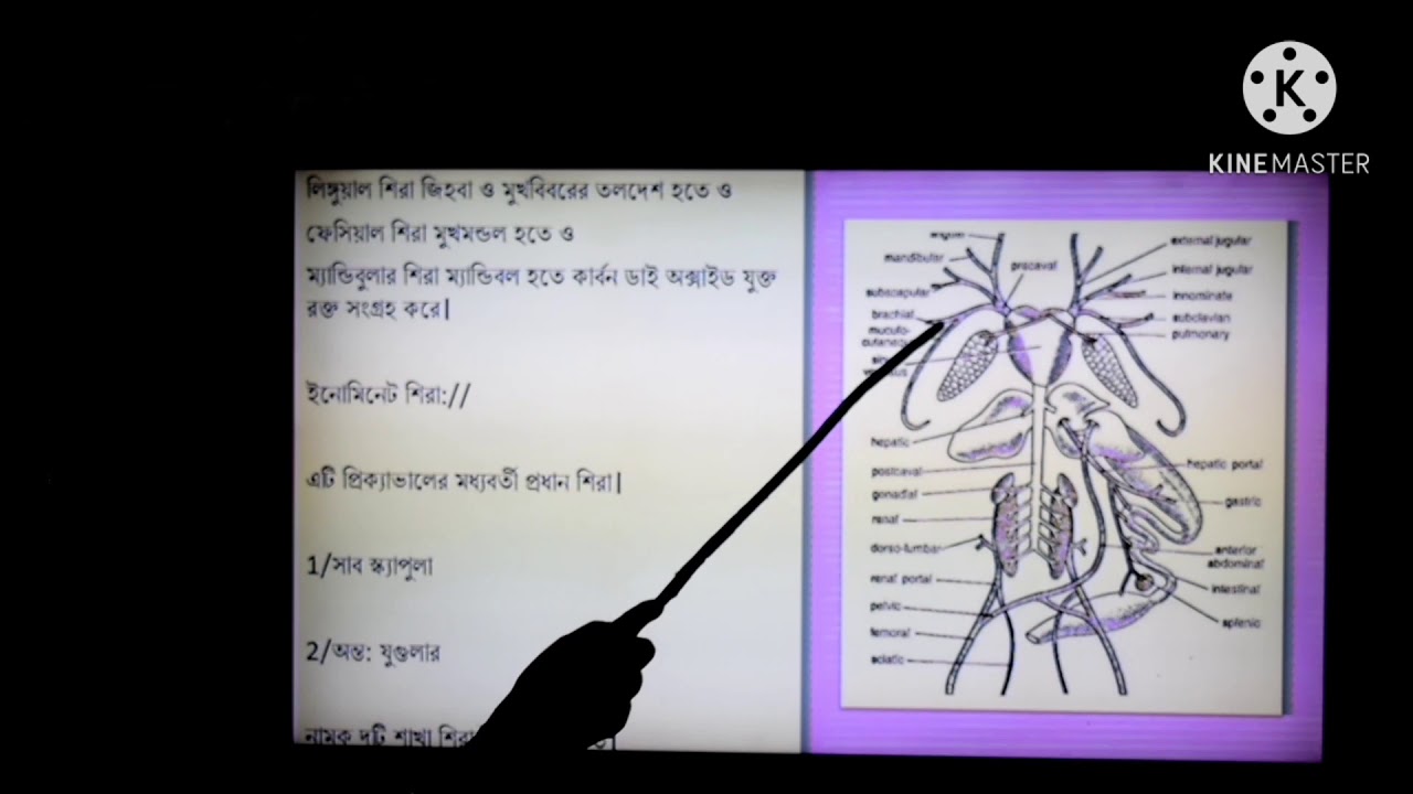 Circulatory system of toad (part 3) B.Sc. 2nd Year Hon's - YouTube