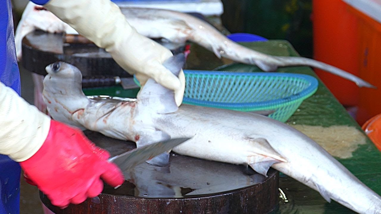Suprising quick fish cutting skill - shark - ASMR - YouTube