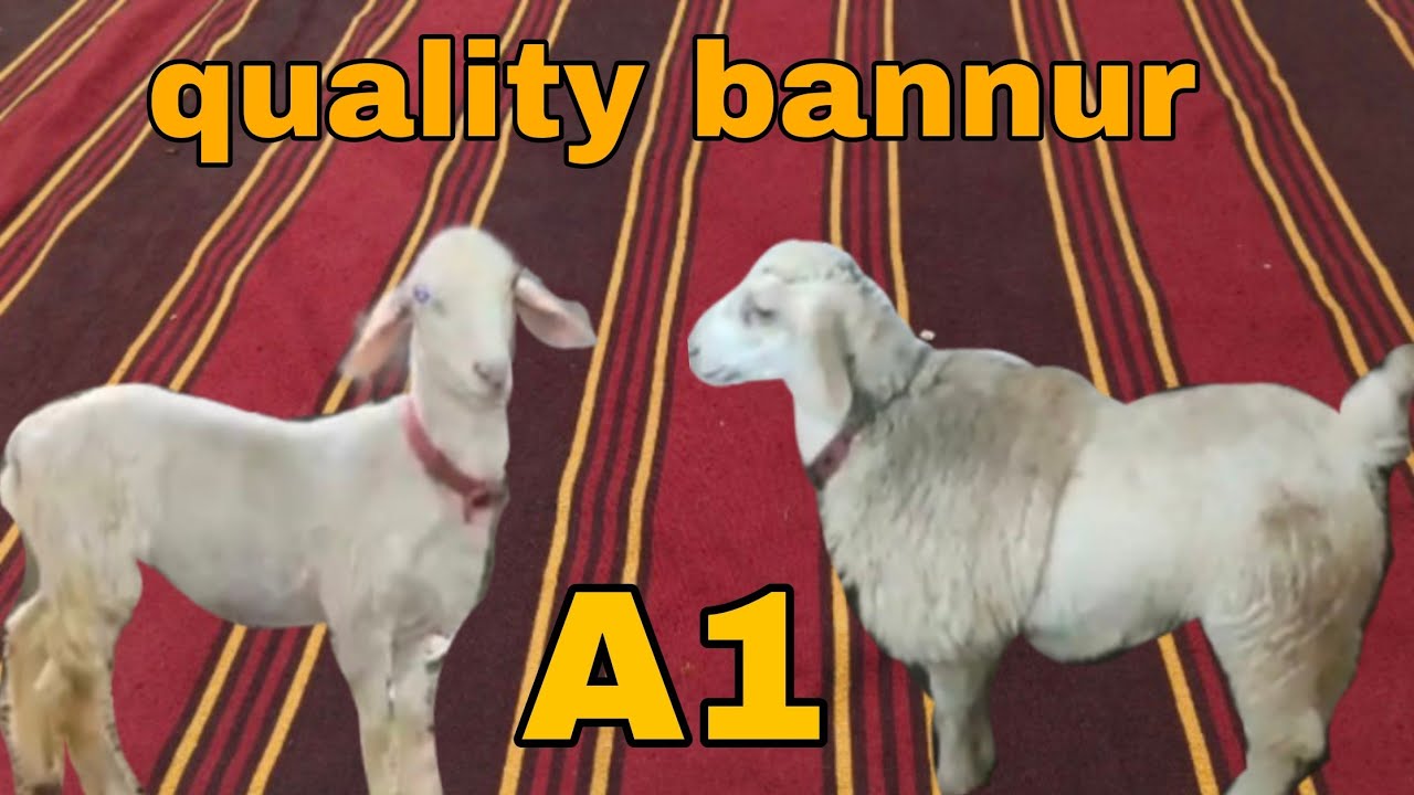 A1 quality bannur double bone full active male available - YouTube