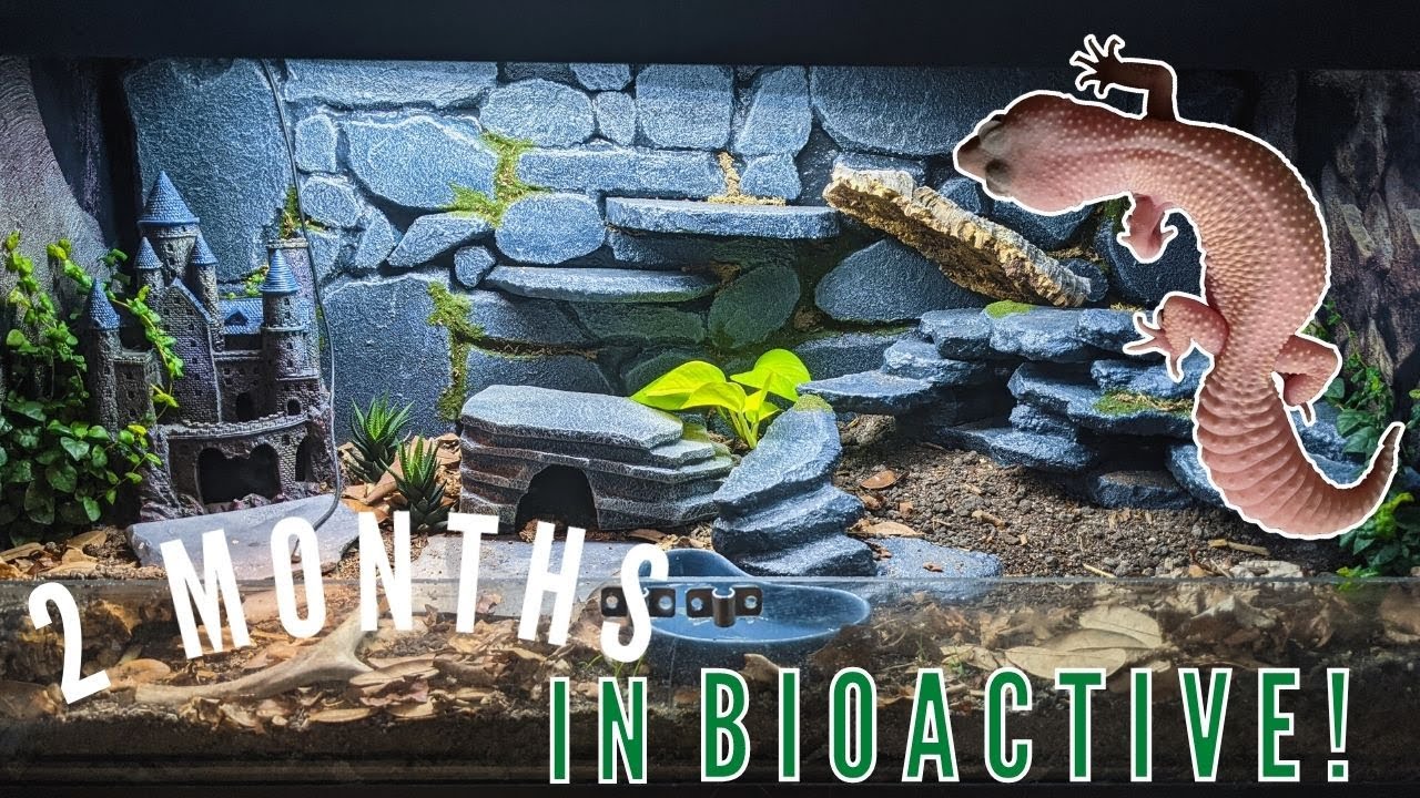 First Two Months in a Gecko Bioactive | Plants, UVB, CUC, Substrate ...