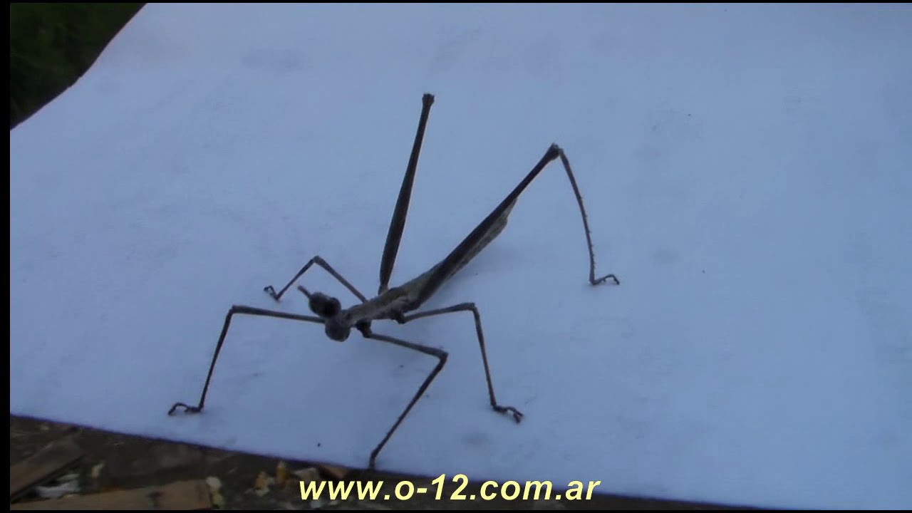 «Bicho Palo en Cañadón Seco -2018-» - YouTube