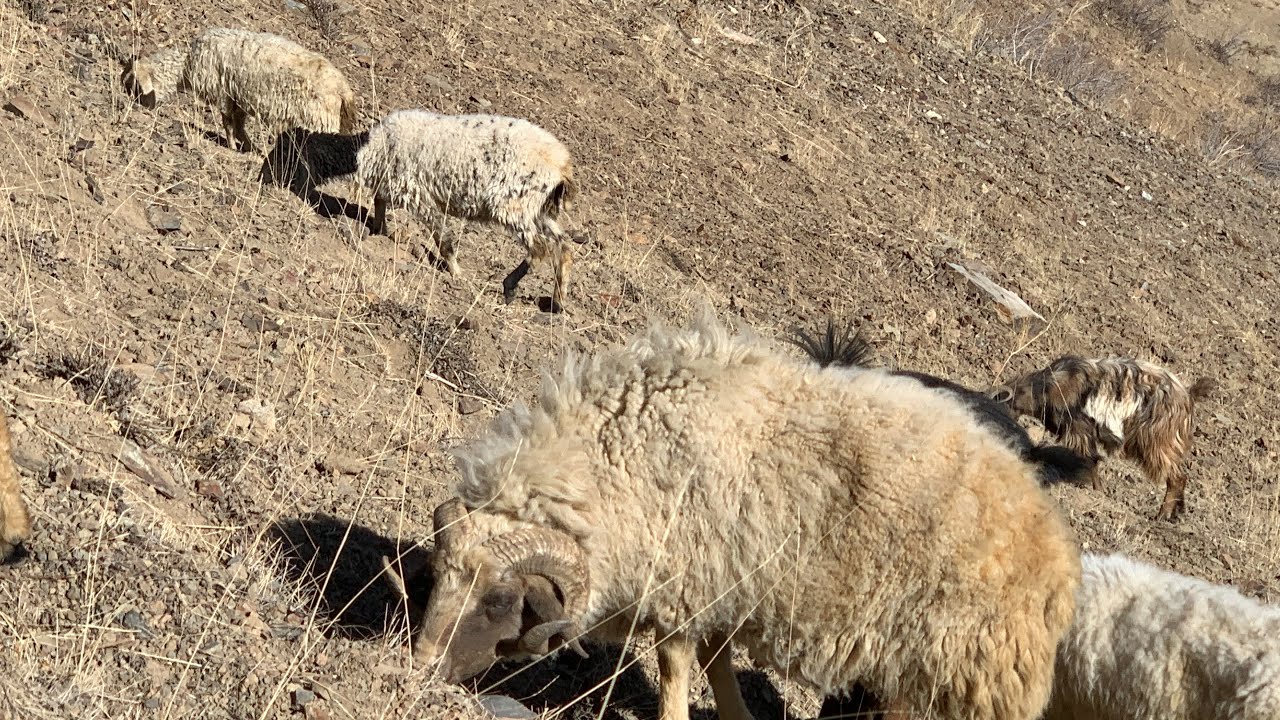 Real sheep sound || sheep baaing || sheep loud noise - YouTube