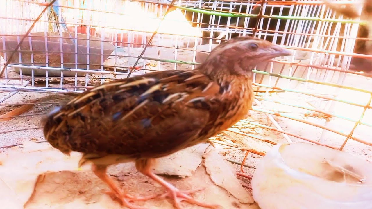 beautiful quail inside the cage #cute - YouTube