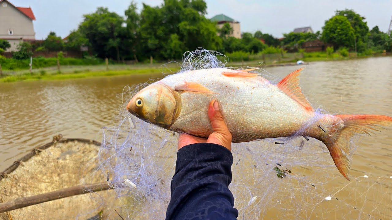 Raising 250 white catfish and catching fish during flood season.//life ...