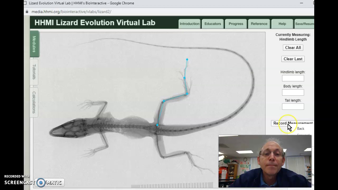 lizard measurements - YouTube