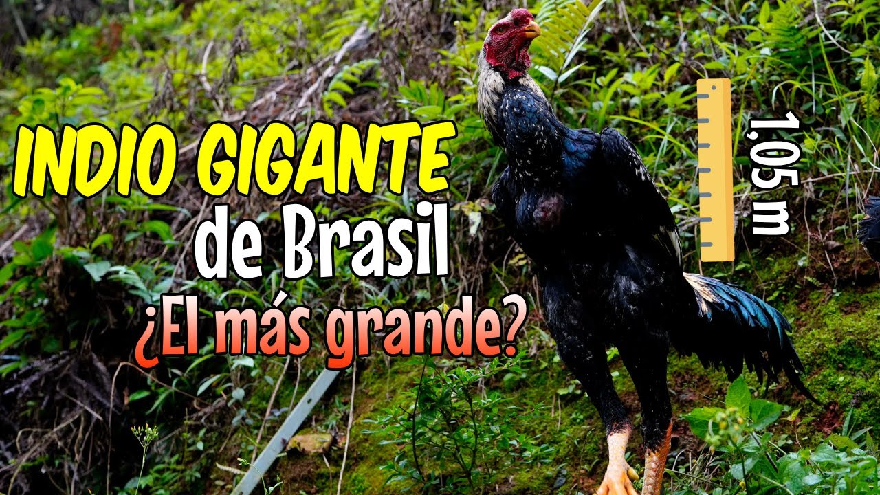 Indio gigante de Brasil 🐓 ¿la raza de gallina más grande del mundo ...