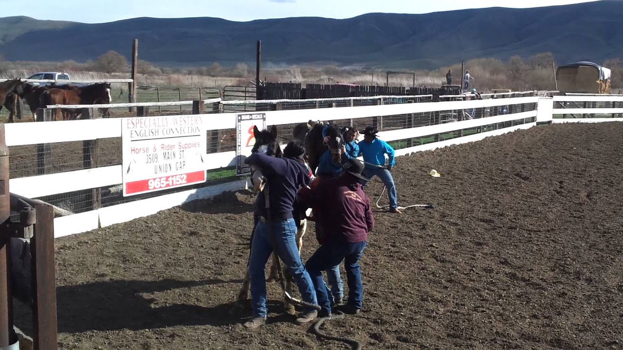 Wild horse race 2013 - YouTube