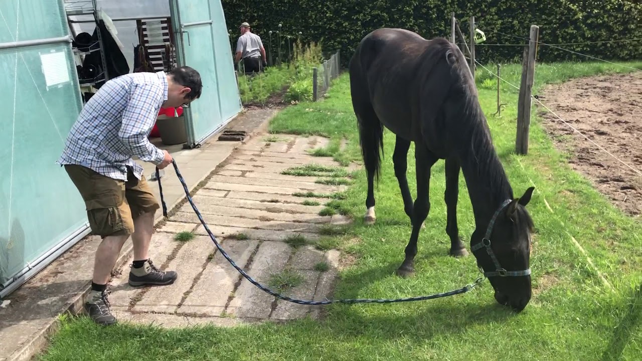 First time hand grazing at new place - YouTube