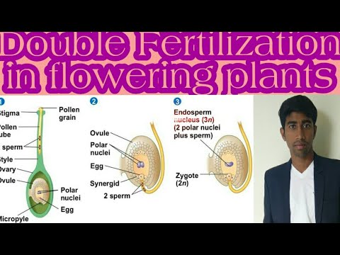 Double fertilization in flowering plant - YouTube