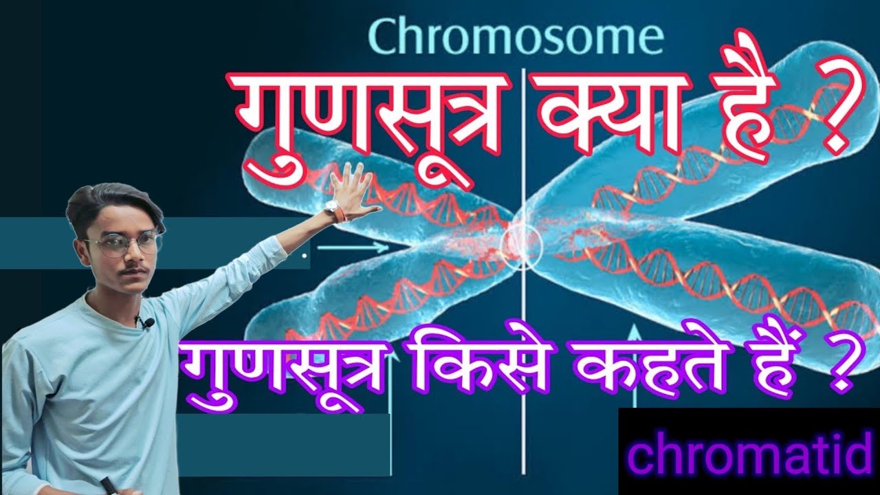 Chromosome Gunsutra Chromosome Structure And Function Gunsutra Ki ...