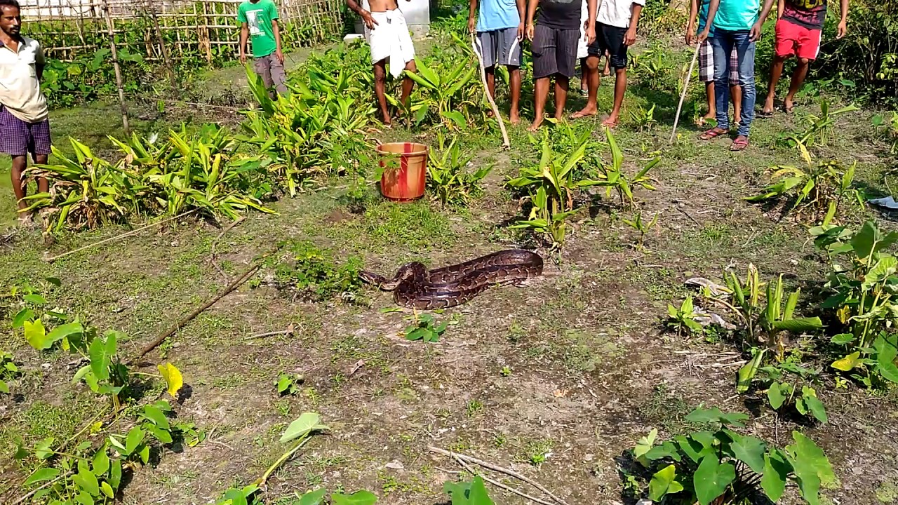 Big python - YouTube