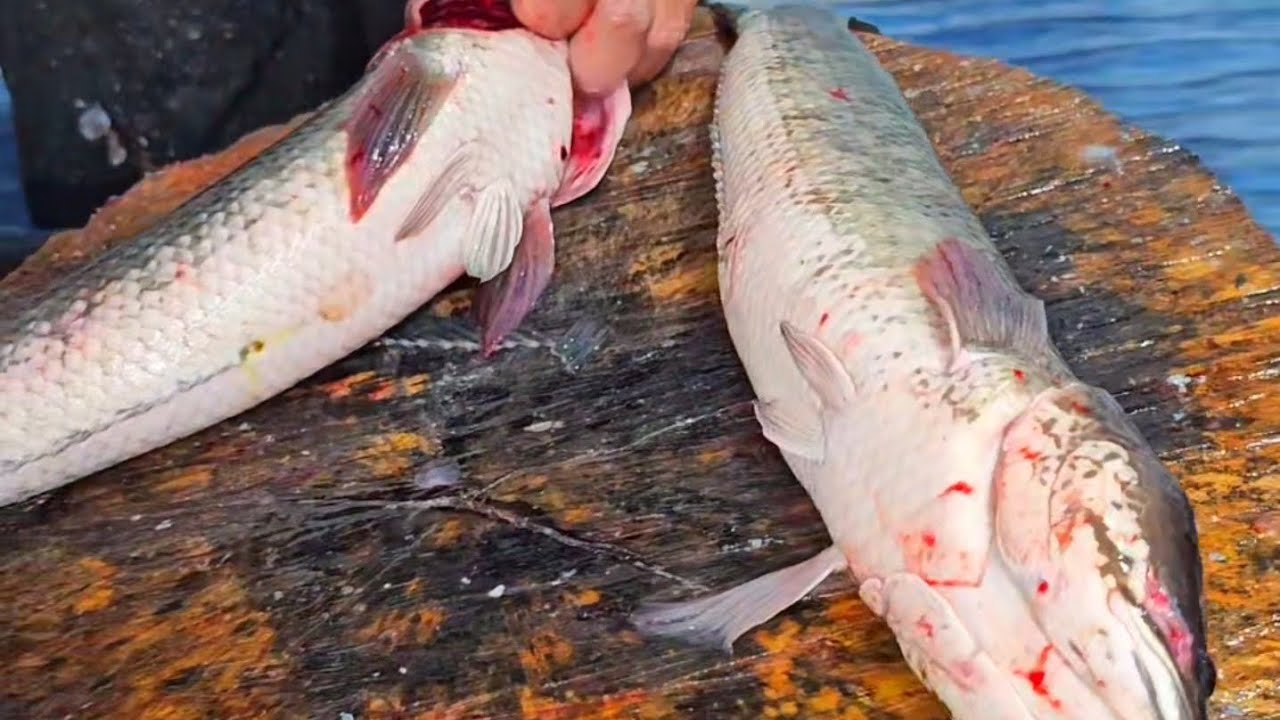 Murrel varaal korameen solfish കണ്ണൻ!! sagar fish hoodi Bangalore - YouTube