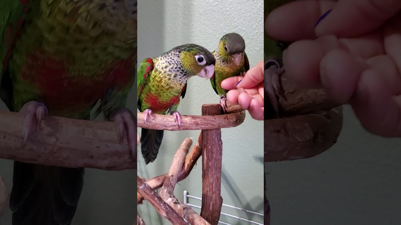 Opaline Black Capped Conure Boys 5-9-2020 - YouTube