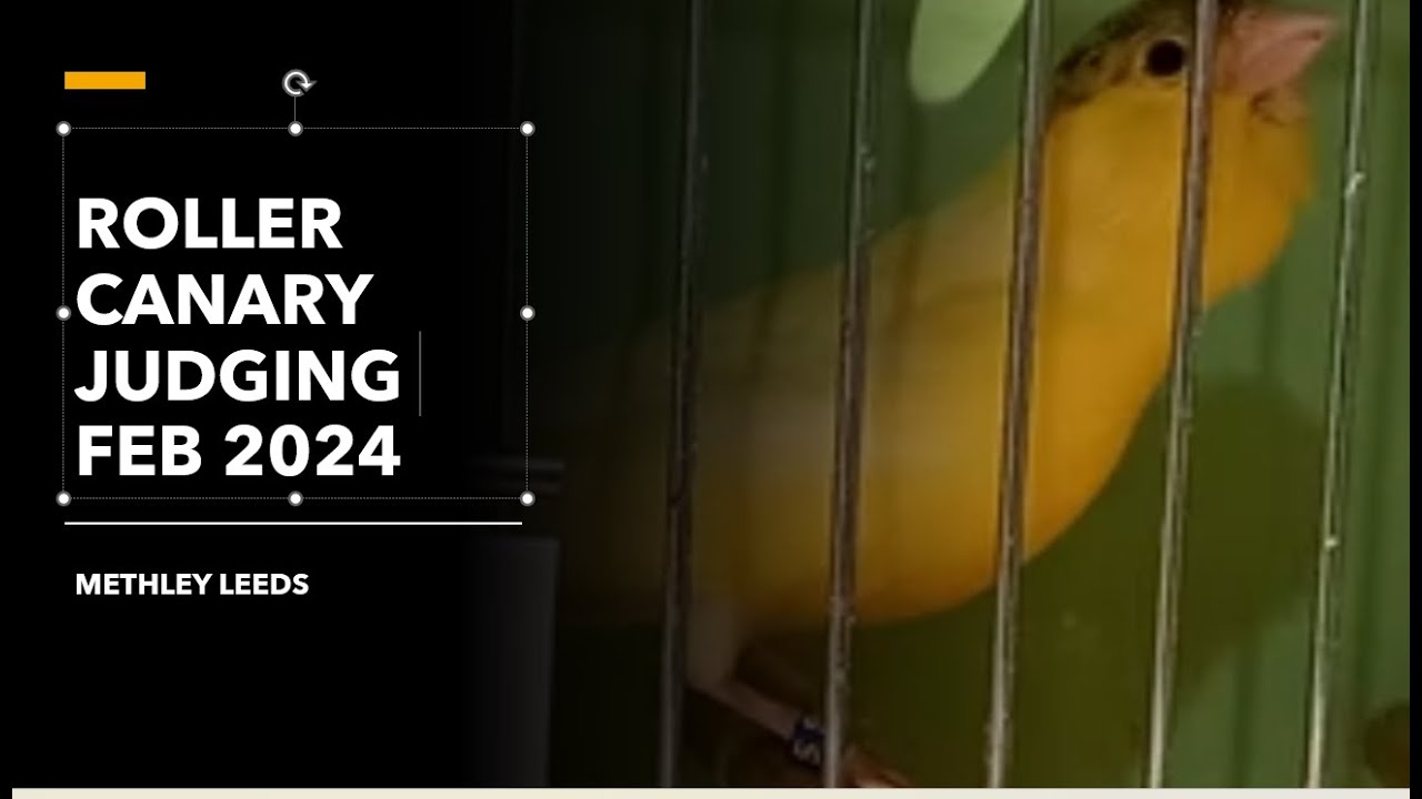 ROLLER CANARY SHOW A DAYS JUDGING FEB 2024 LEEDS ENGLAND - YouTube