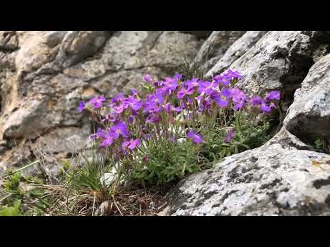 TOROSLARIN ÇİÇEKLERİ - Toros  Obrizyası -Aubrieta canescens
