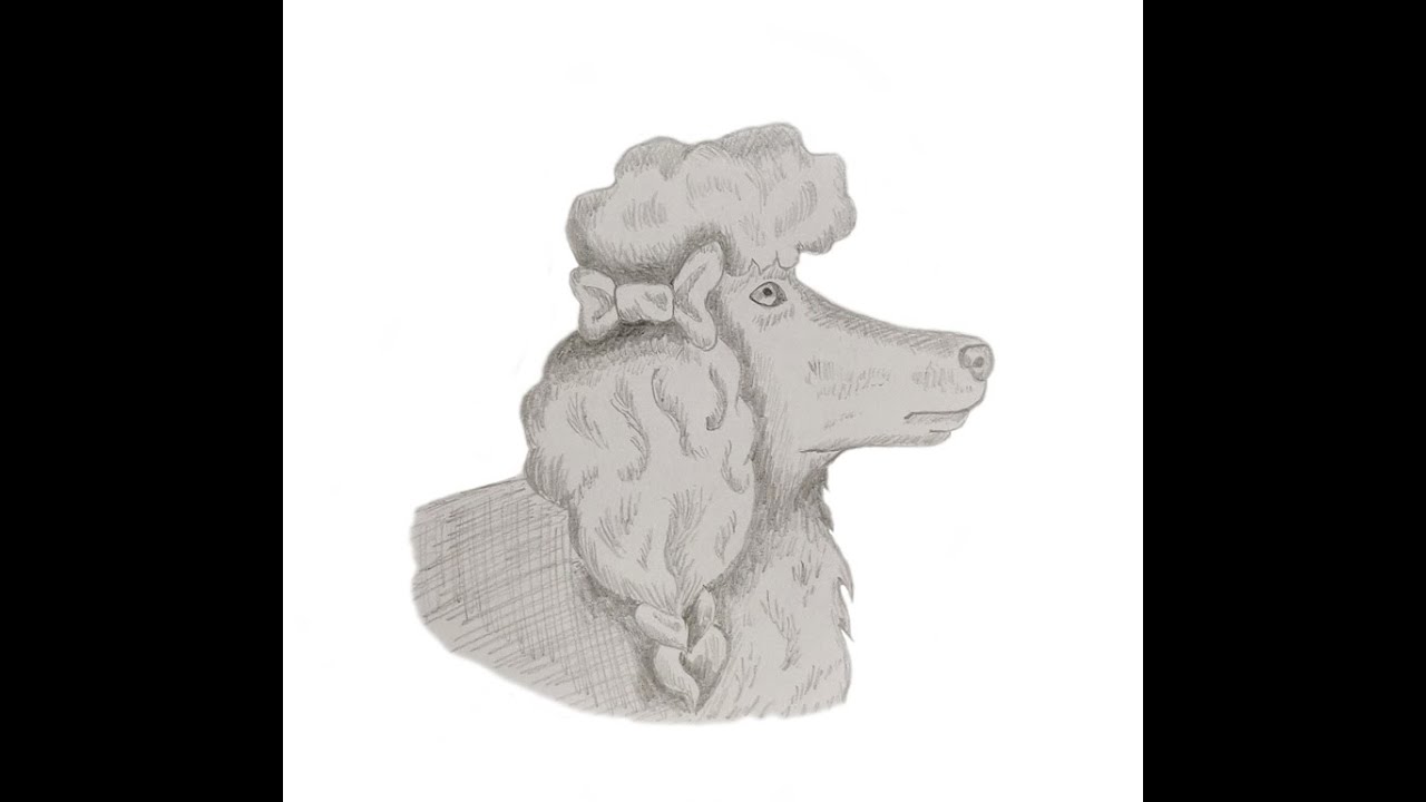 How to draw a Dog Poodle step by step - YouTube