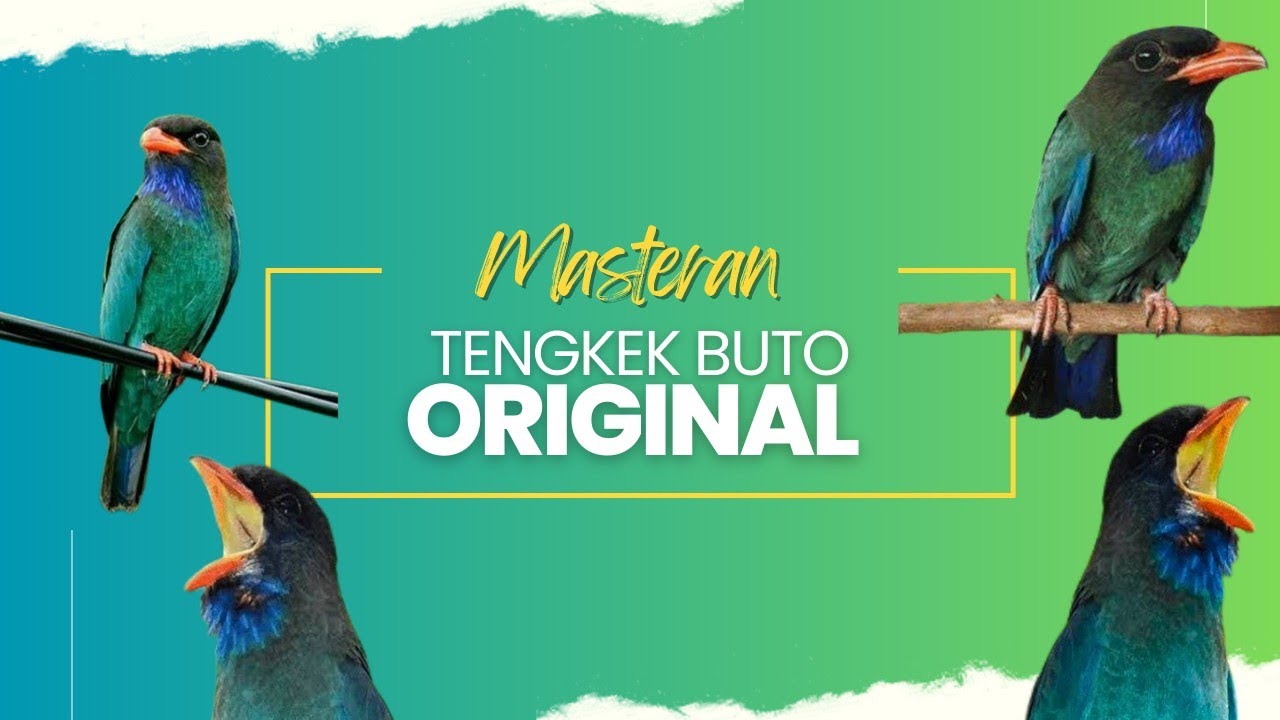 Masteran tengkek buto original bersih - Durasi panjang (Masteran Burung ...