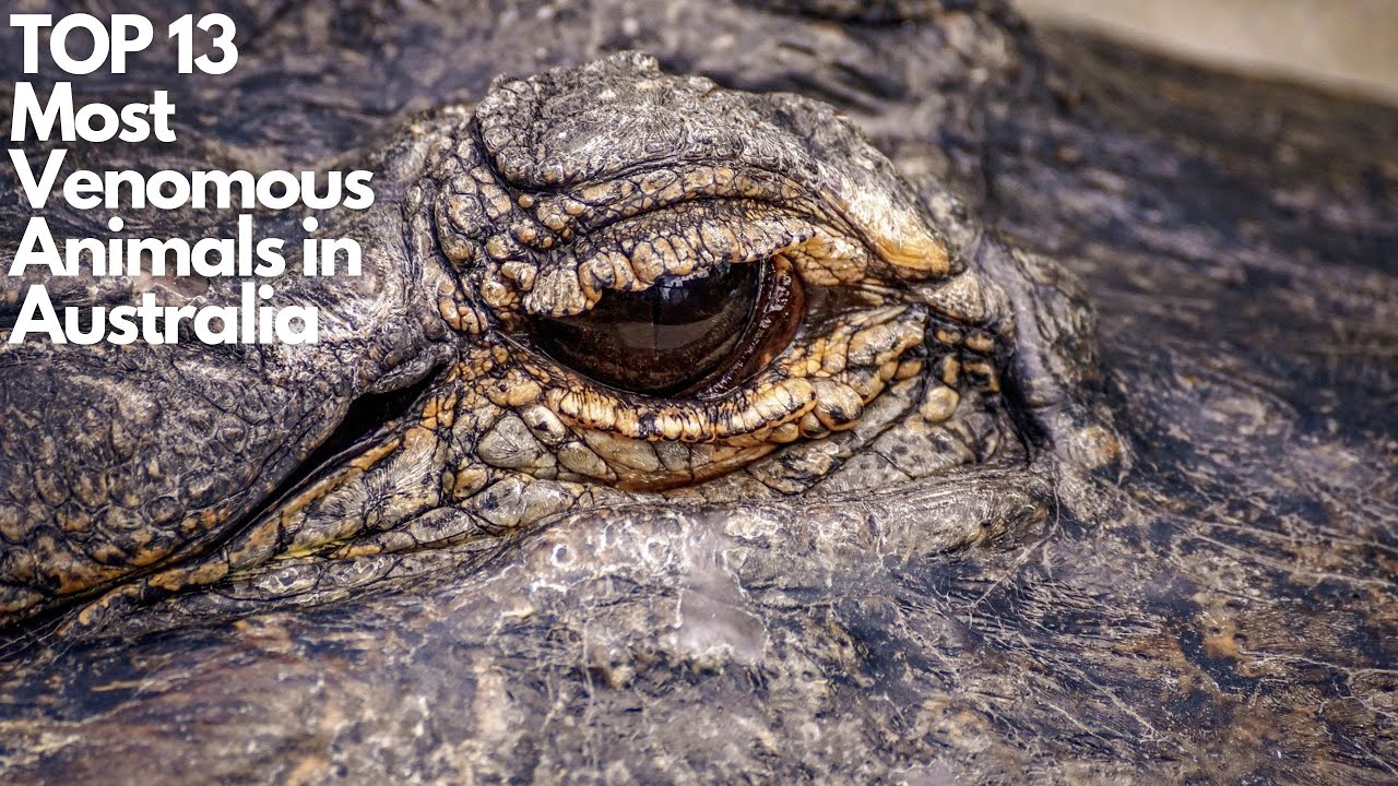 The 13 Most Dangerous Animals in Australia | 13 Самых Опасных Животных ...