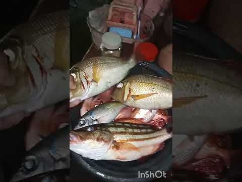 Katambak / bangaraw / at isdang pula. #shorts - YouTube