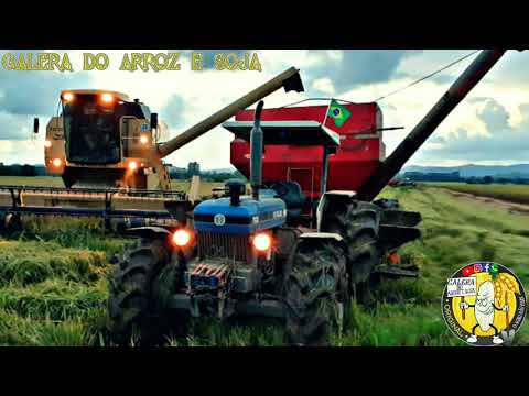 Colheita Do Arroz 2021 Irmãos Coragem