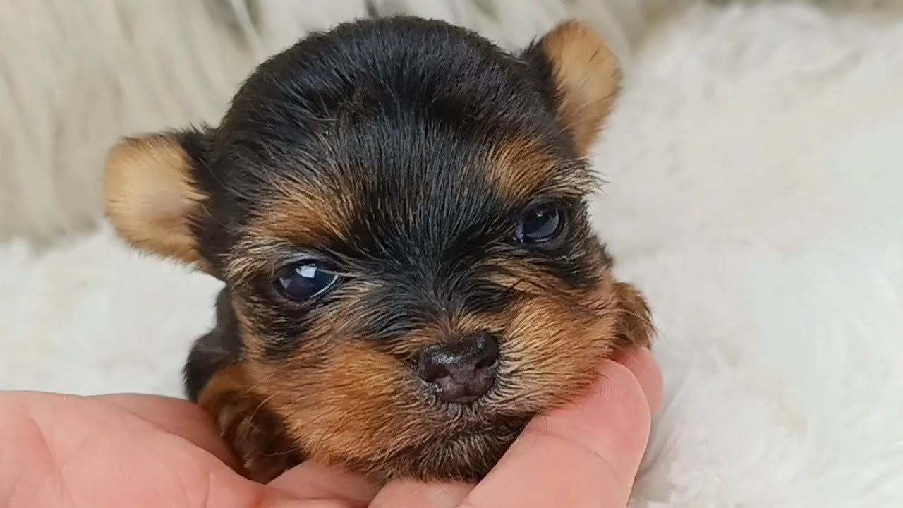 Tiny Teacup Yorkie Girl! 3 Weeks Old! February 2, 2024 - YouTube